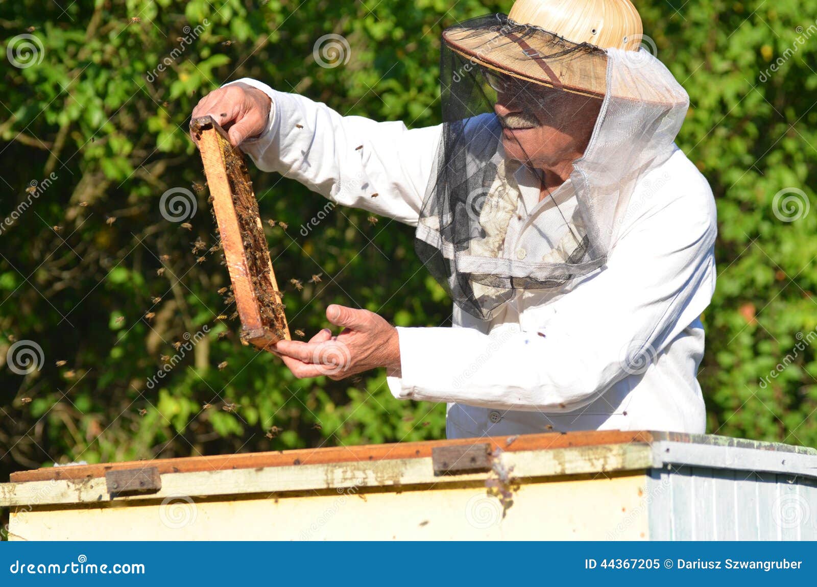 Experienced Senior Beekeeper Making Inspection in Apiary Stock Image ...