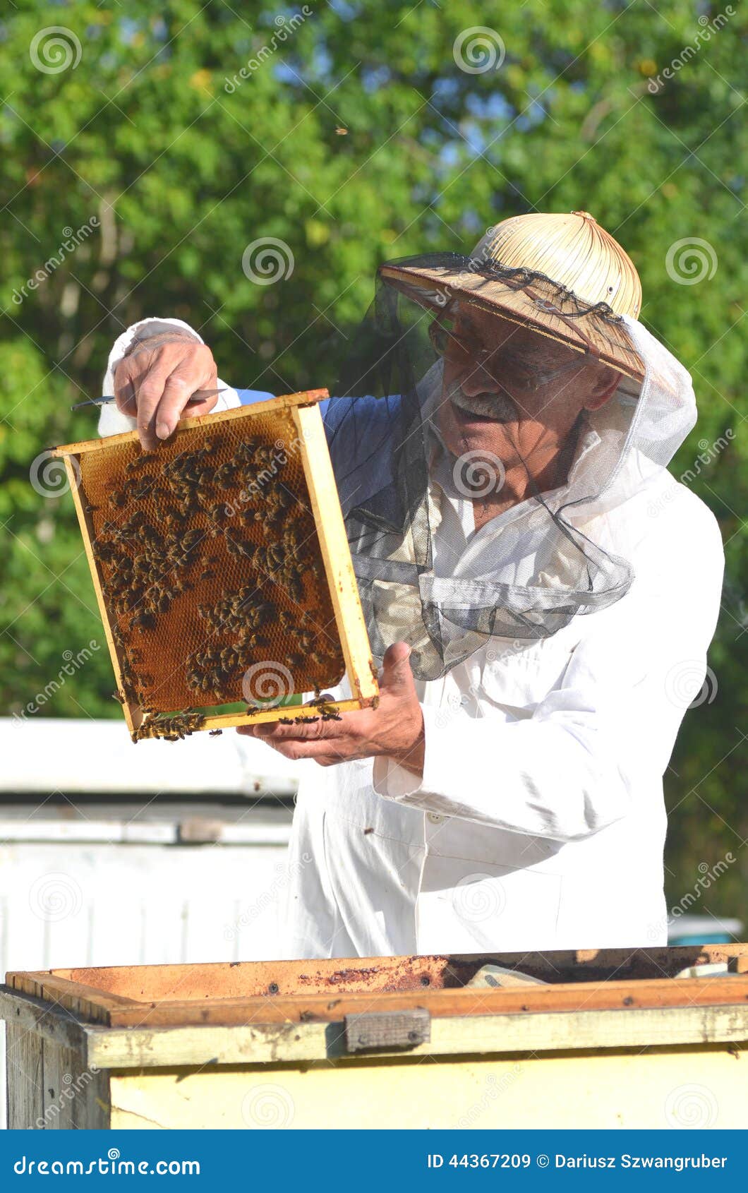 Experienced Senior Beekeeper Making Inspection in Apiary Stock Image ...