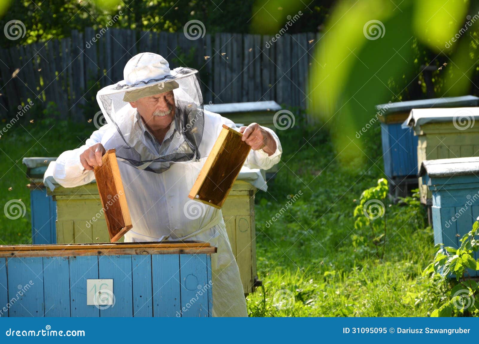 Experienced Senior Beekeeper Putting Empty Honeycomb Frames into a ...