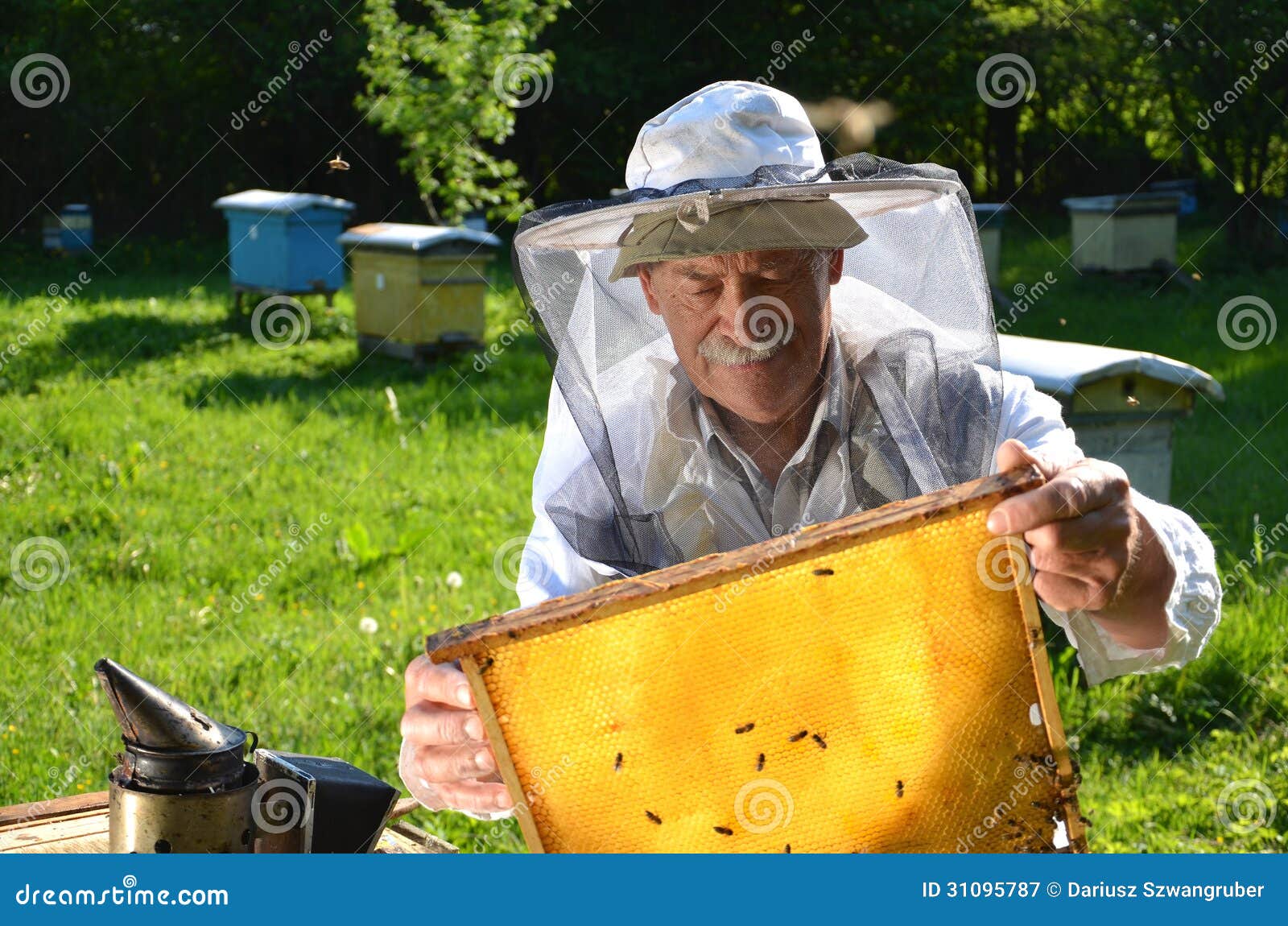 Experienced Senior Beekeeper Working in His Apiary Stock Image - Image ...