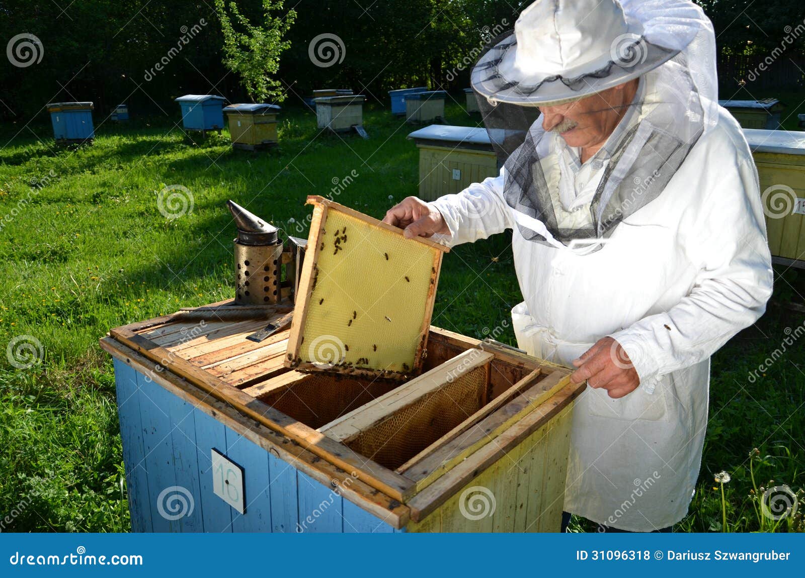 Experienced Senior Beekeeper Working in His Apiary Stock Photo - Image ...