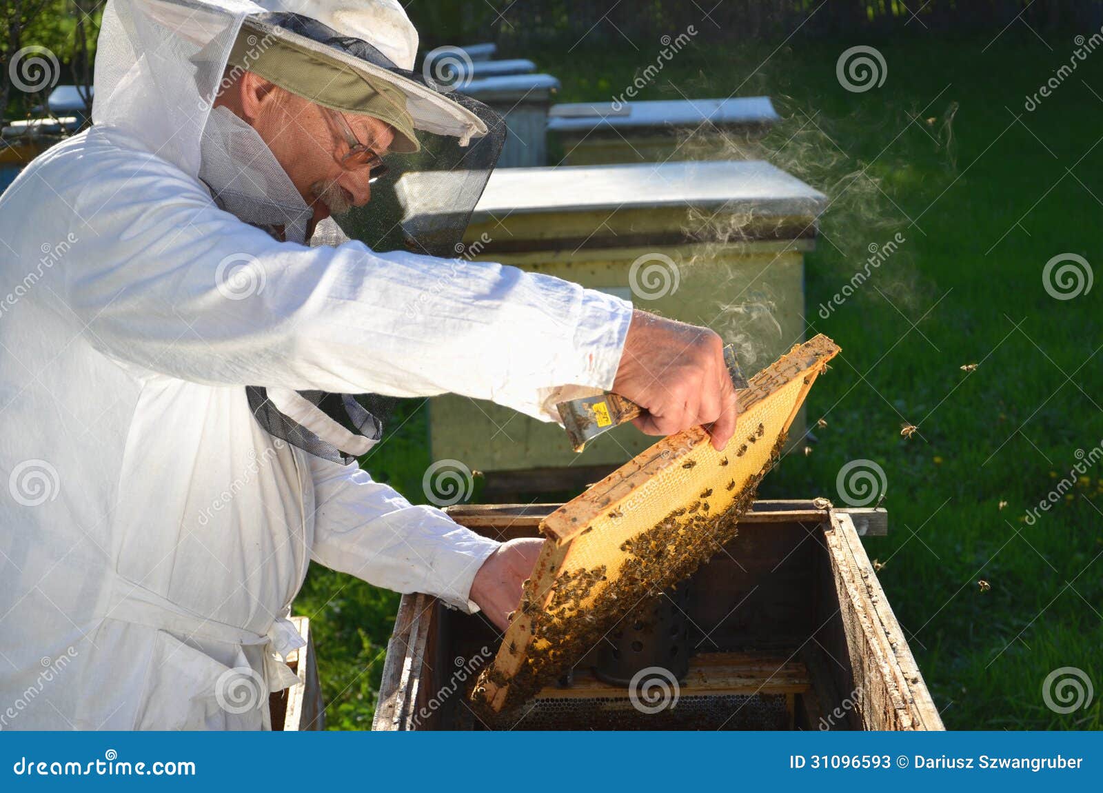 Experienced Senior Beekeeper Working in His Apiary Stock Image - Image ...