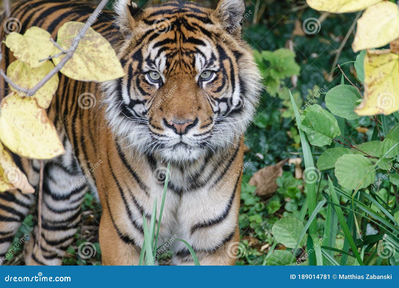 Experienced Sumatra Tigers with Mustache Hair Look Directly into the ...