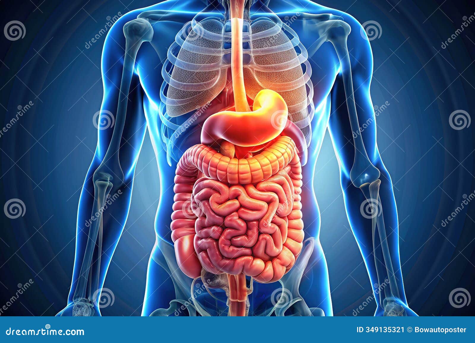 Understanding The Inflammatory Process In Wound Healing Vector Illustration | CartoonDealer.com ...