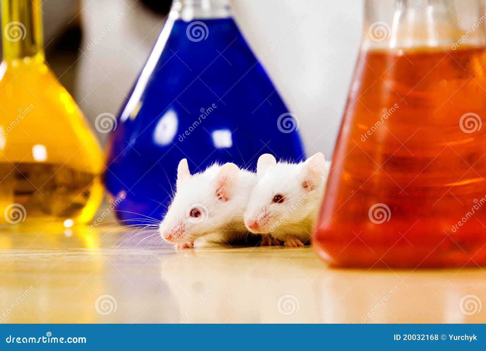 Experiment stock photo. Image of liquid, glassware, flask - 20032168