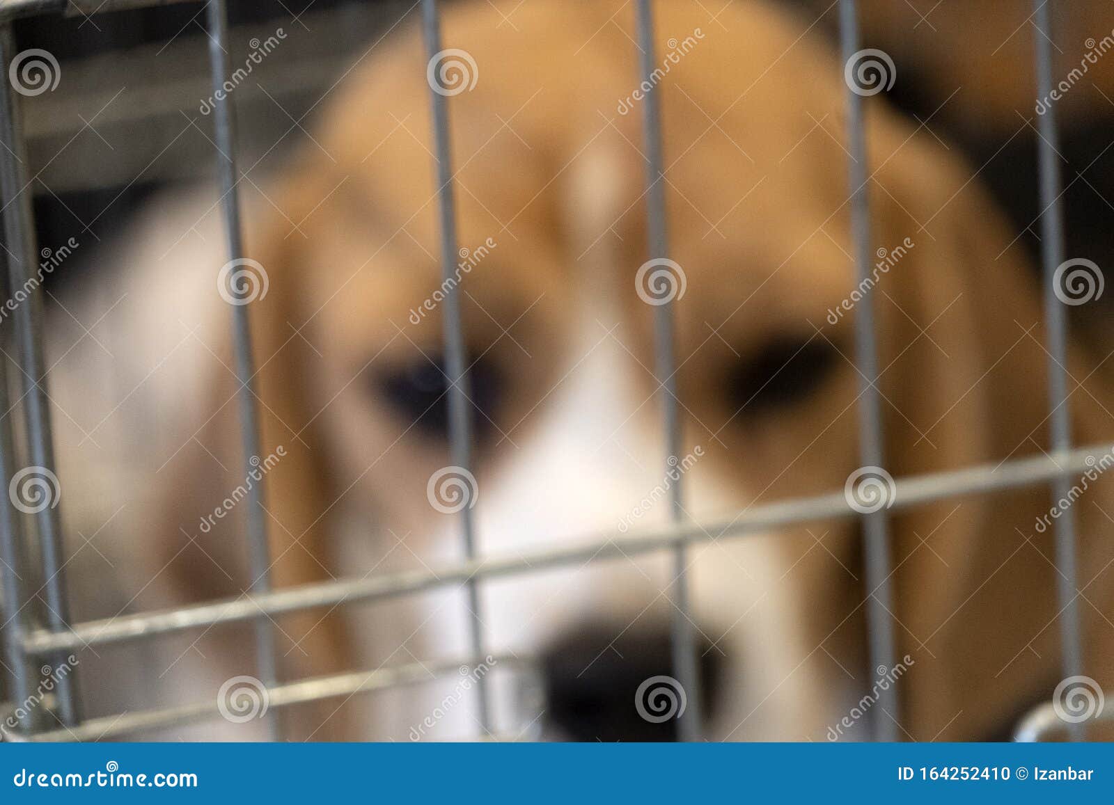 Experiment Beagle Dog in a Cage Stock Photo - Image of adopted, kennel ...