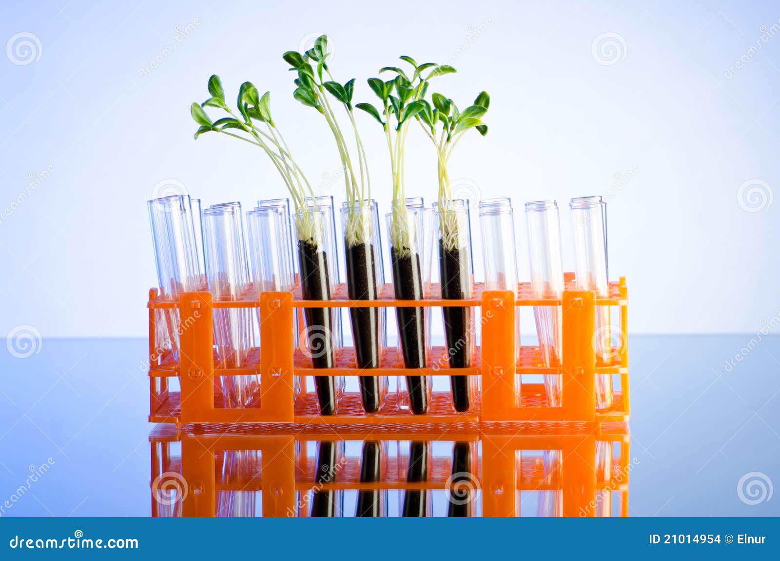 Experiment with Green Seedlings Stock Photo - Image of ecology ...