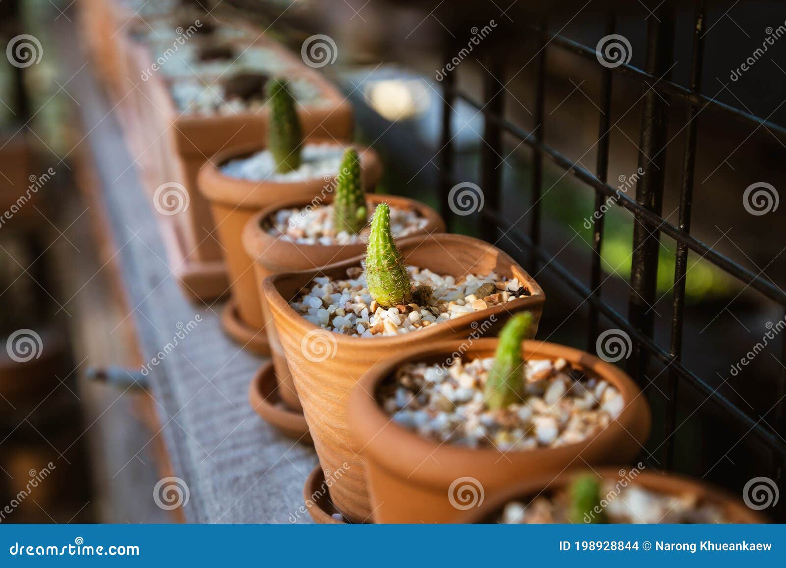 .Experiment for Growing Cactus in the Farm Stock Photo - Image of ...