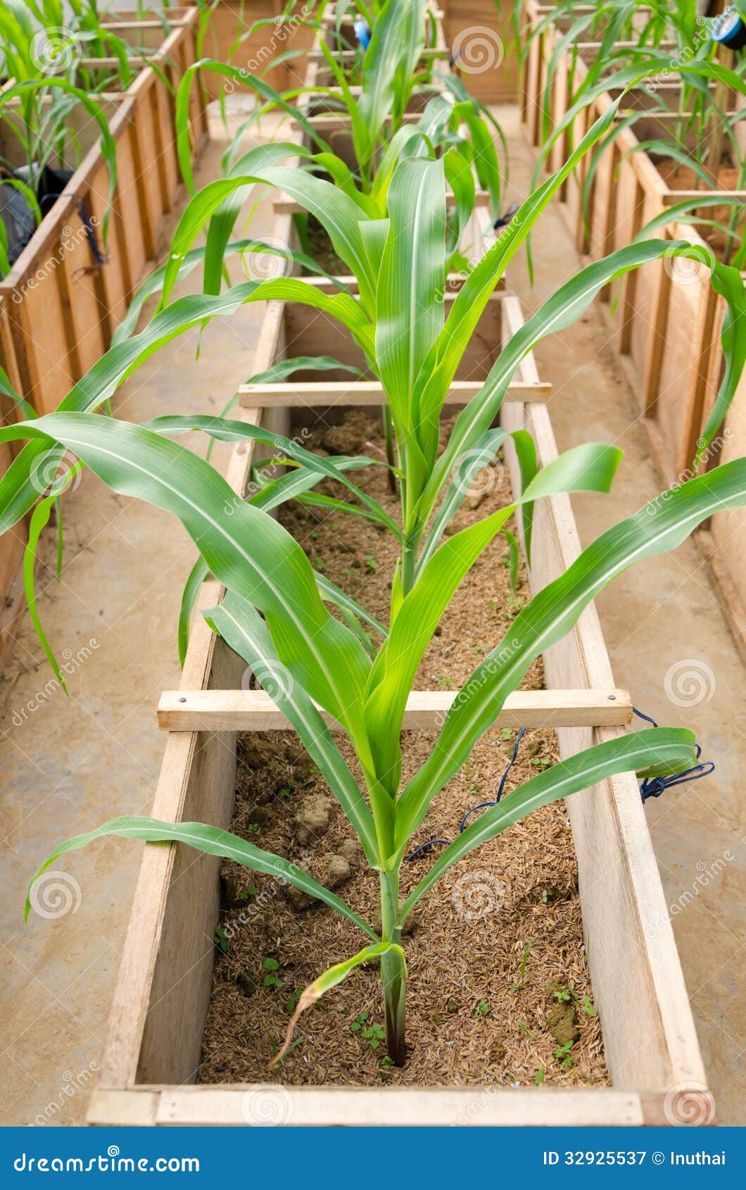 Experiment growing corn stock image. Image of food, field - 32925537