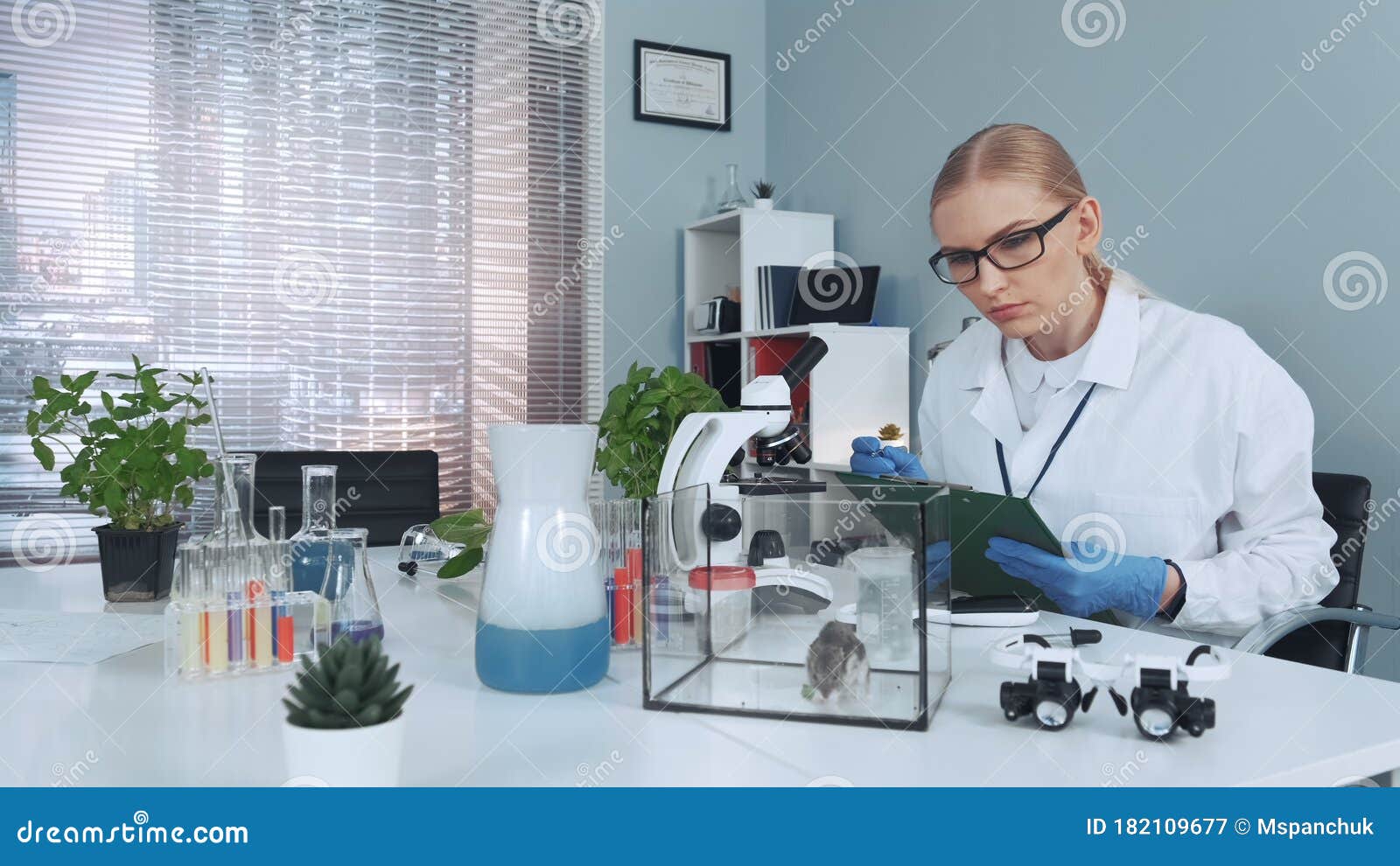 Experiment on Hamster in Modern Lab: Scientist Observing Animal ...