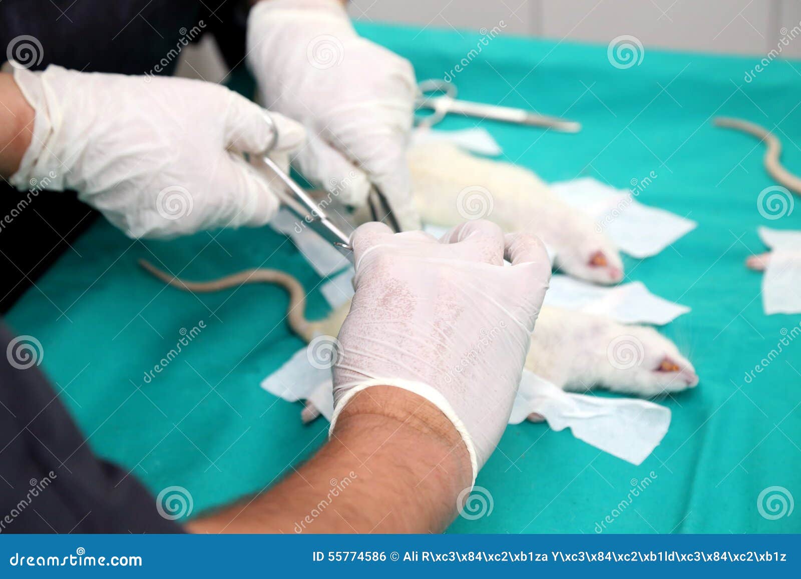 Experiment stock photo. Image of creature, anatomic, coma - 55774586