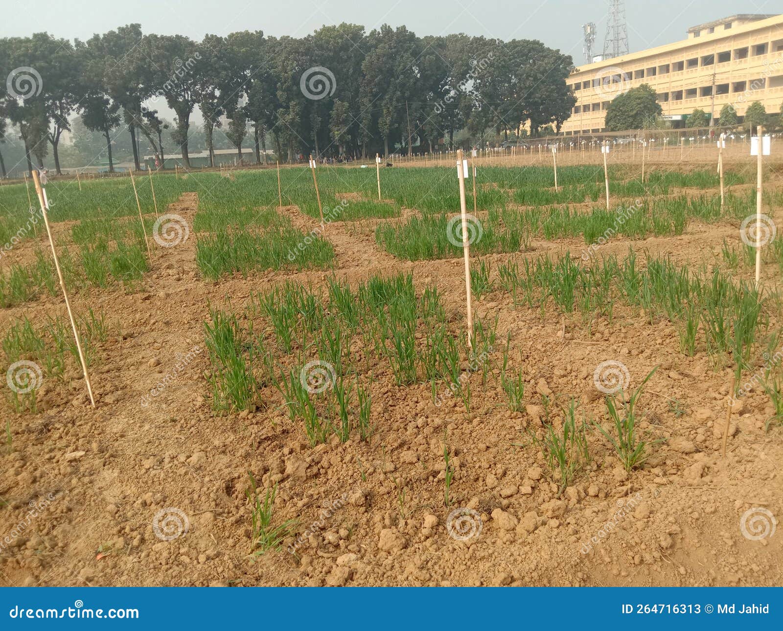 Green Colored Wheat on Farm for Experiment Stock Image - Image of crop ...