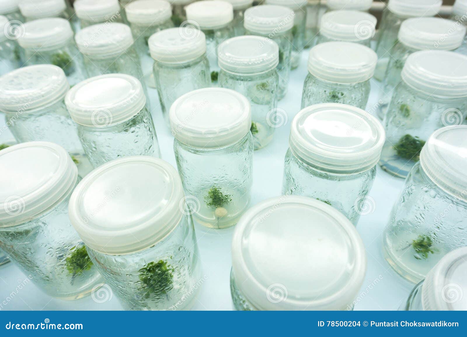 Experiment Plant Tissue Culture Stock Photo - Image of healthcare ...