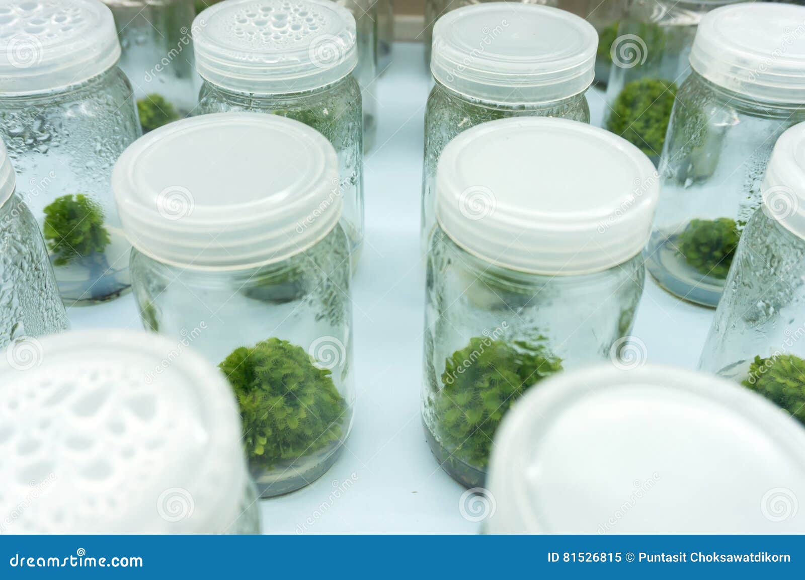 Experiment Of Plant Tissue Culture Plant Cell In The Technology Stock ...