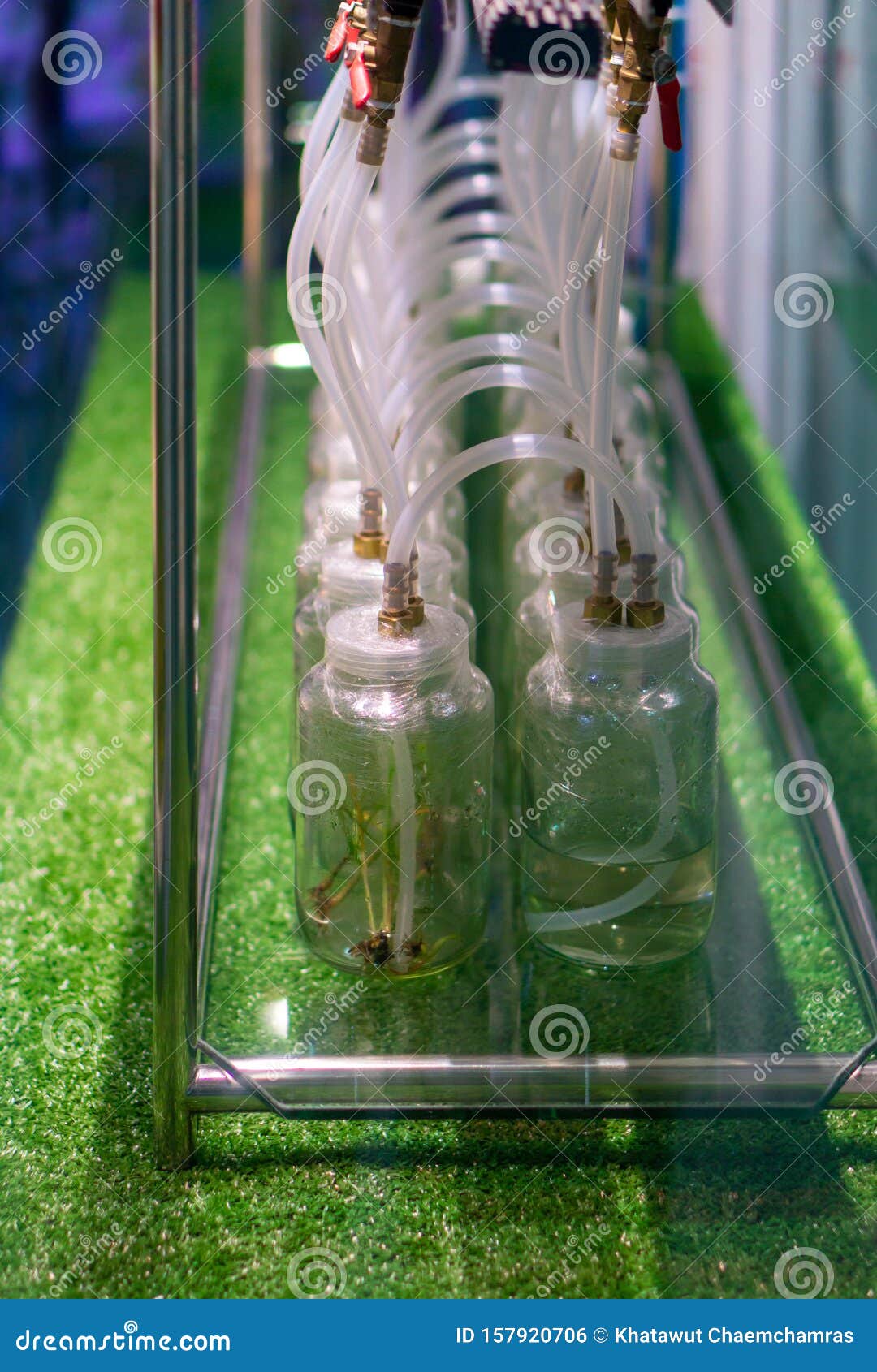 The Experiment of Planting Rice in Lab Stock Photo - Image of leaf ...