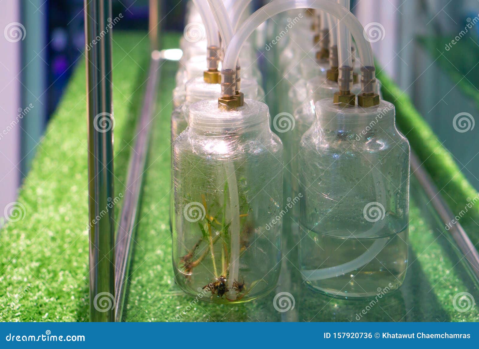 The Experiment of Planting Rice in Lab Stock Photo - Image of farm ...