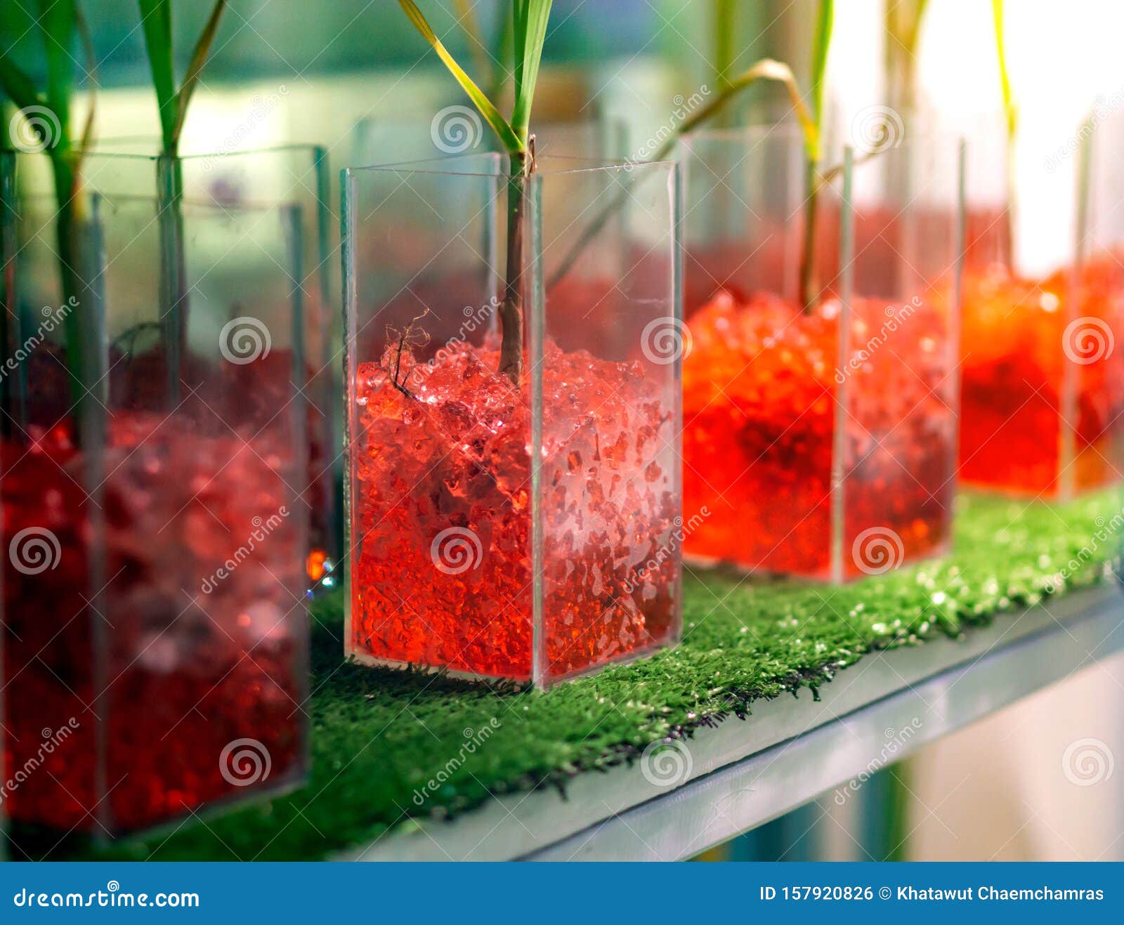 The Experiment of Planting Rice in Lab Stock Photo - Image of ...