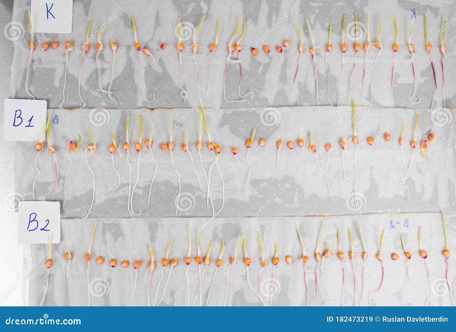 Experiment with Sprouted Corn Seeds on Moist Cloth Stock Image - Image ...