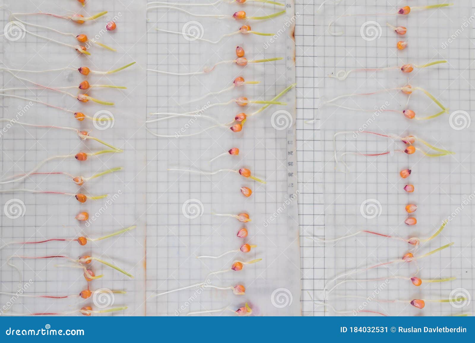 Experiment with Sprouted Corn Seeds on Moist Cloth Stock Image - Image ...