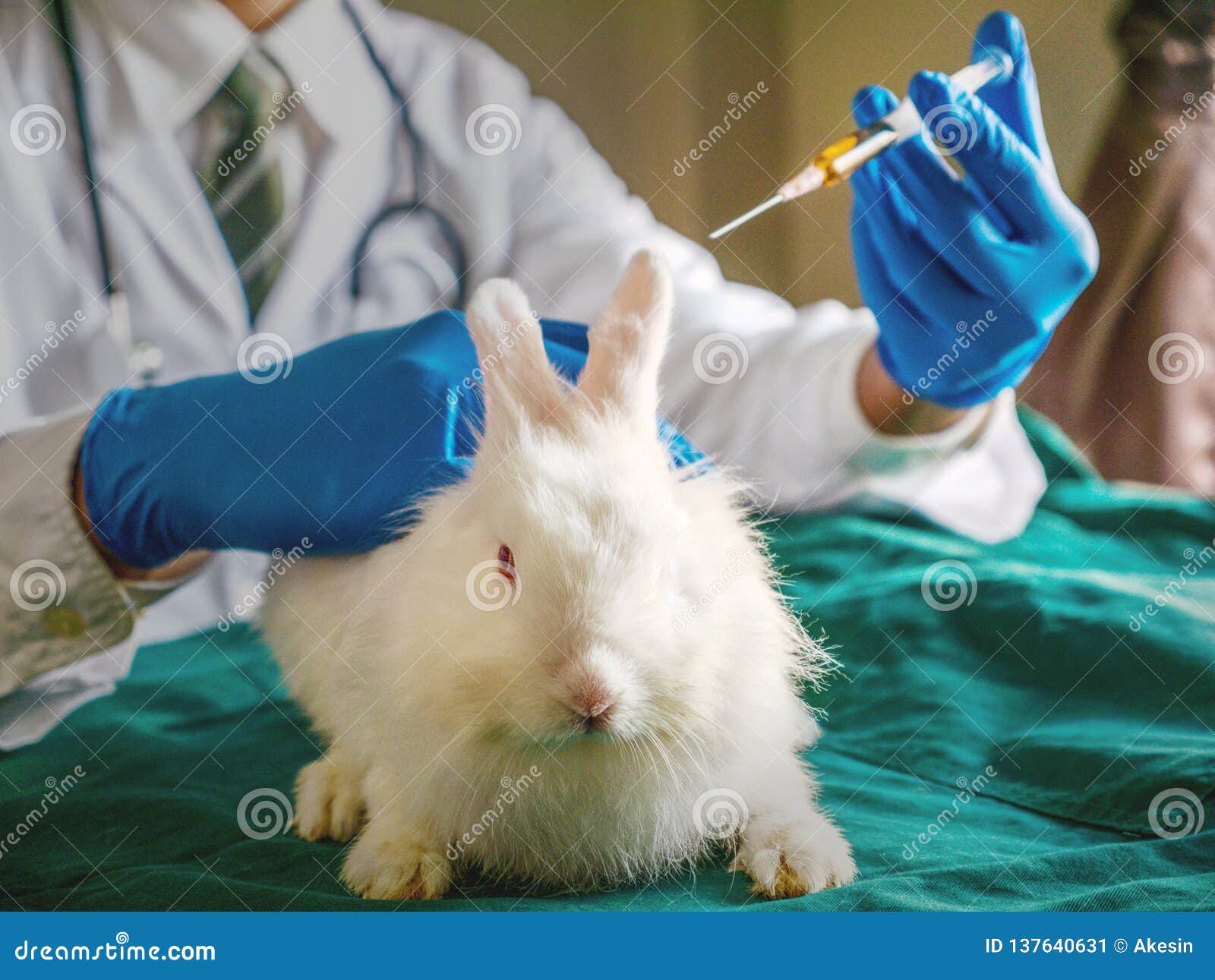 Experiment With White Rabbit In Laboratory Stock Image | CartoonDealer ...
