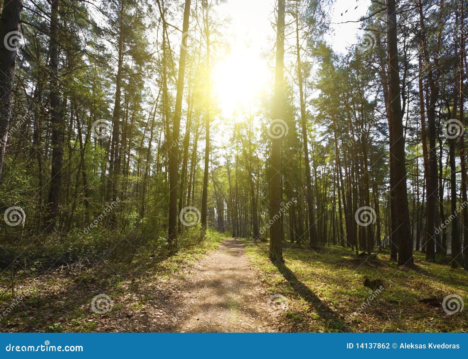 Experimentação Nas Madeiras, Mola Foto de Stock - Imagem de grama ...