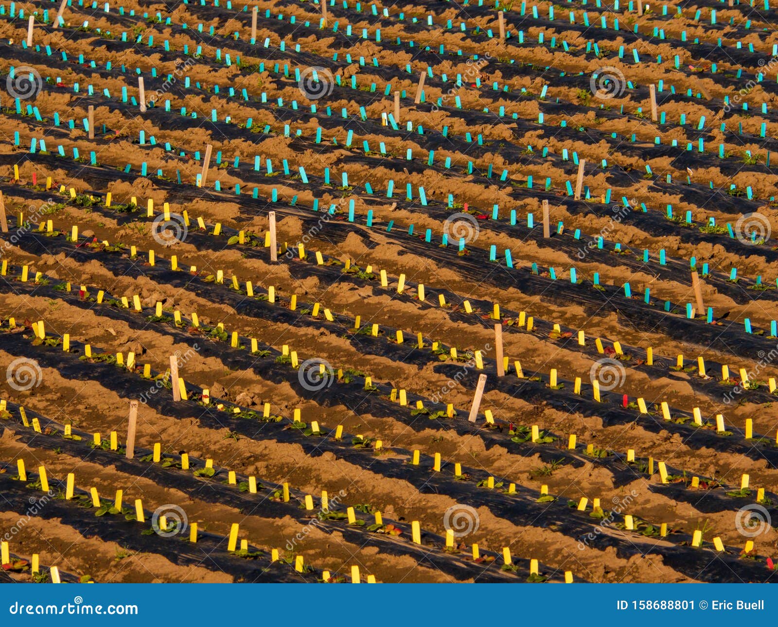 Experimental Crops Lined Up with Colored Flags Stock Image - Image of ...