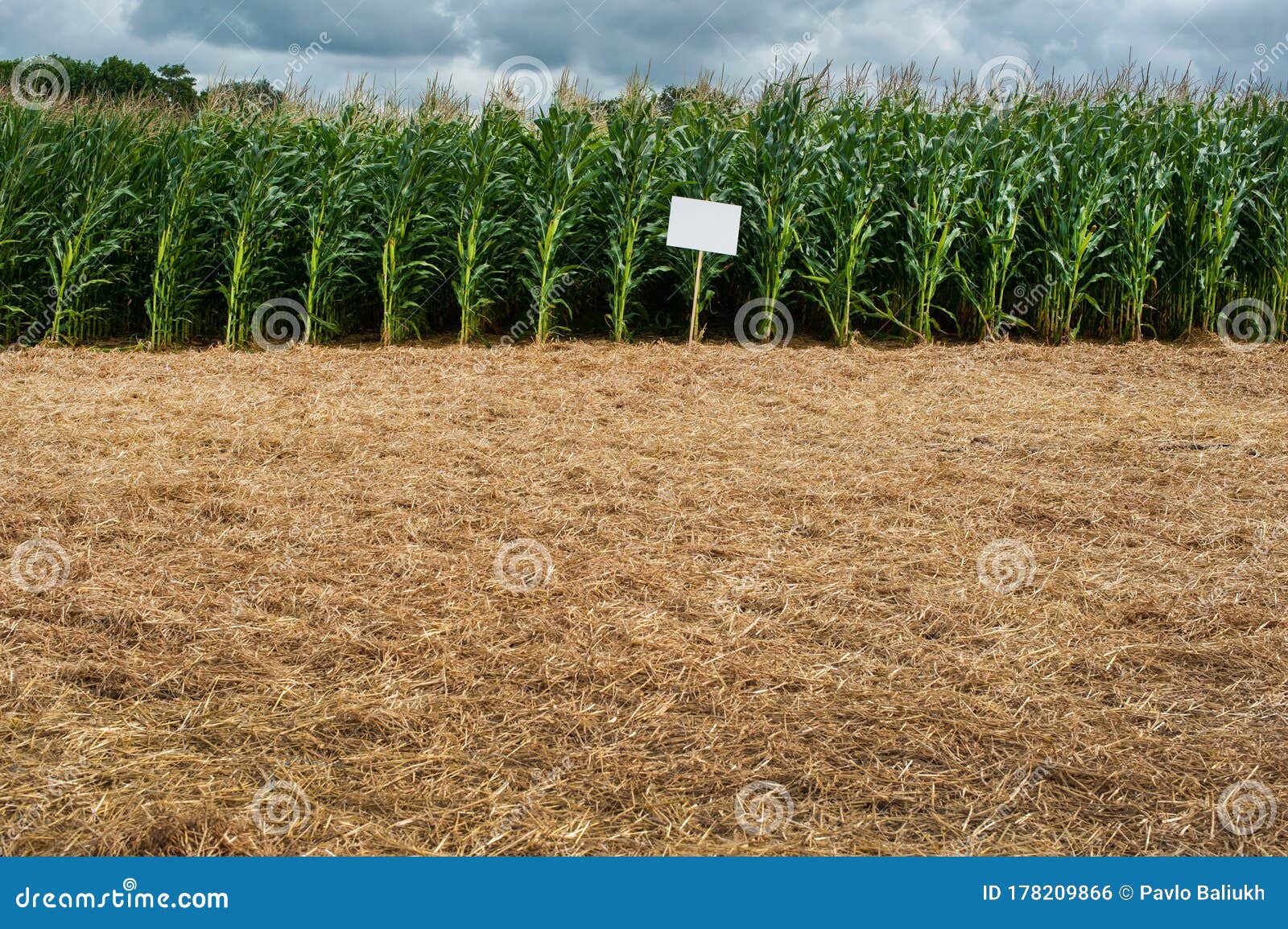 Experimental, Demo Sowing, Corn Plantation Corn Cultivation Stock Photo ...
