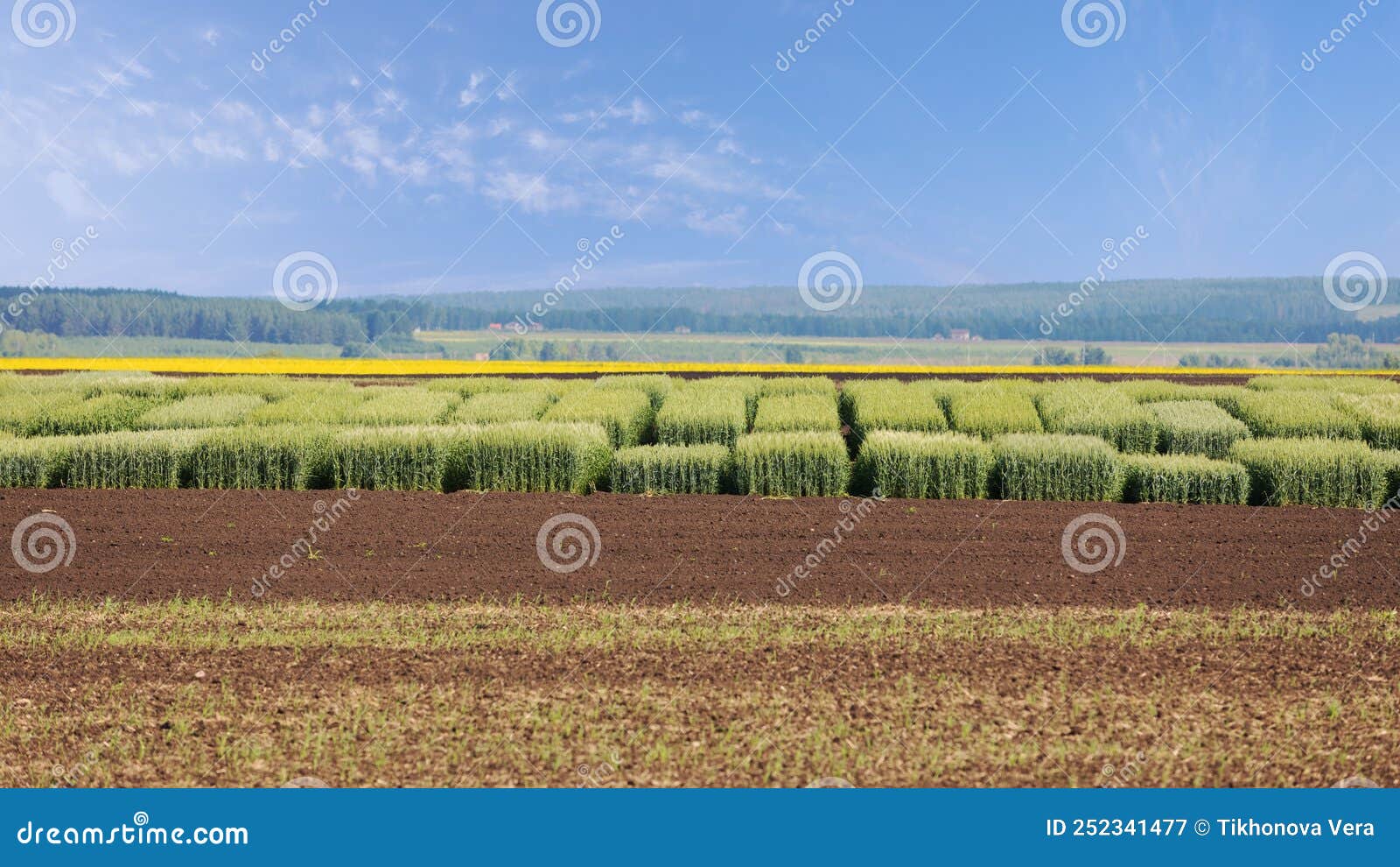 Experimental Fields of Wheat Stock Image - Image of capacity, issues ...