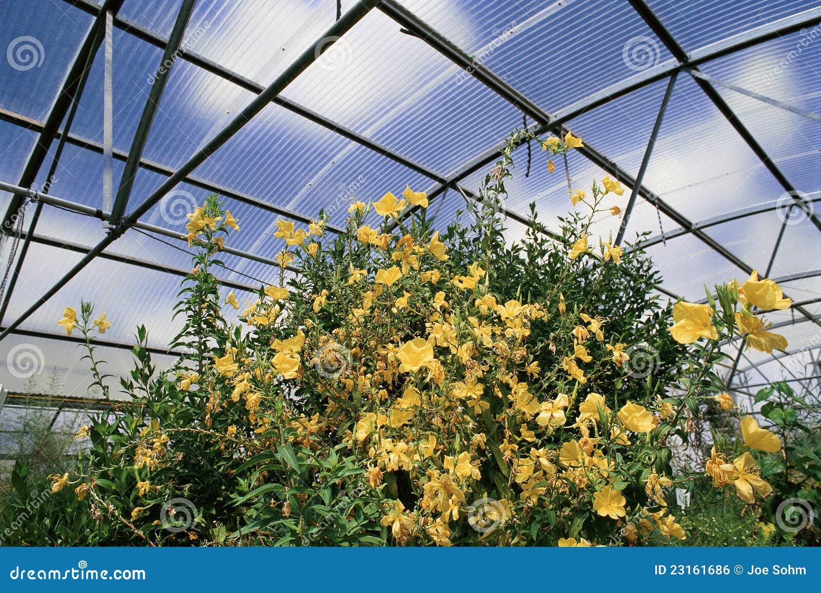 Experimental greenhouse stock photo. Image of green, yellow - 23161686
