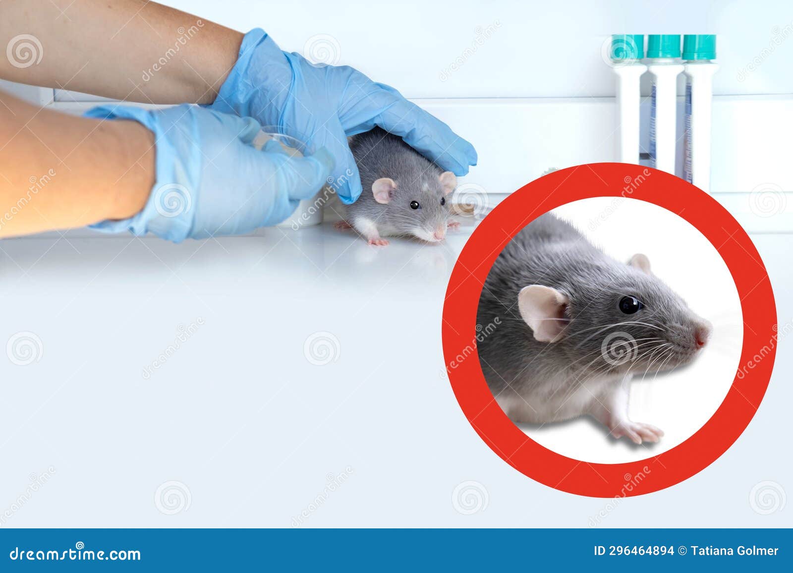 Experimental Laboratory Gray Rat, Concept Genetic Modifications ...