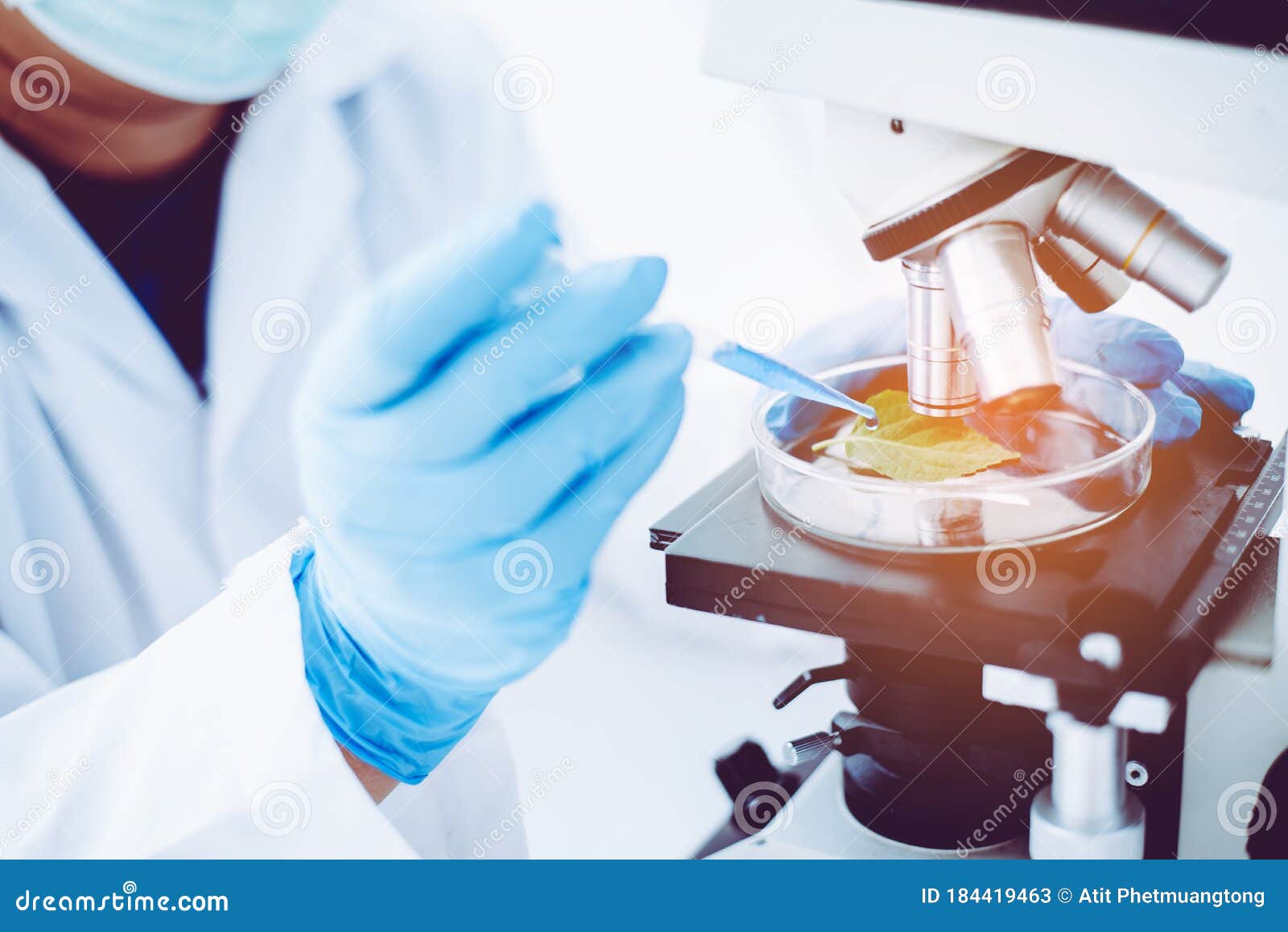Experimental Methods of Plant Breeding a Test Tube in an Experiment ...