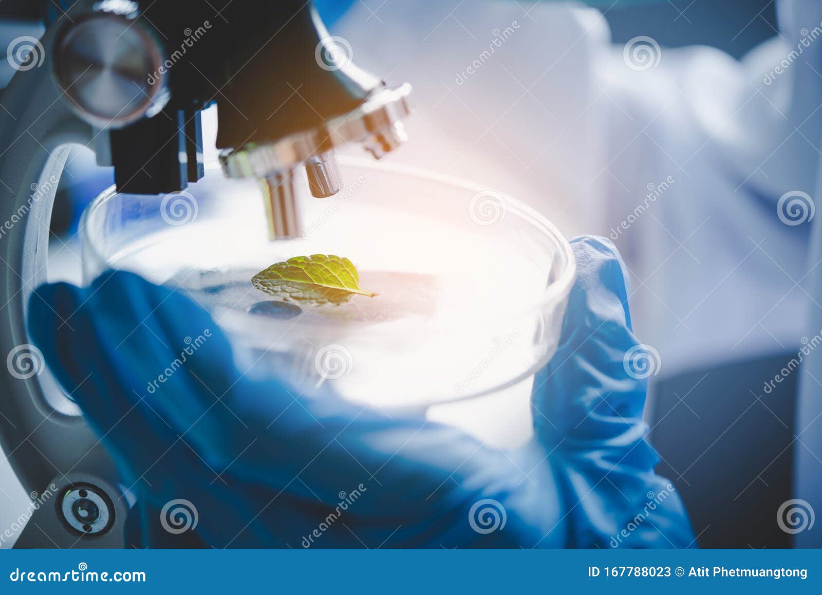 Experimental Methods of Plant Breeding a Test Tube in an Experiment ... Experimental Methods of Plant Breeding a Test Tube in an Experiment ...