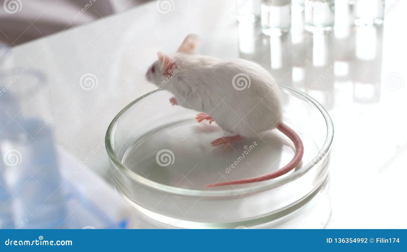 Experimental Mice for Biological Test Stock Footage - Video of ...