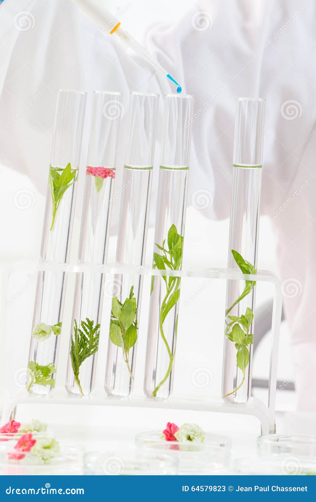 Experimental plant biology stock image. Image of growing - 64579823