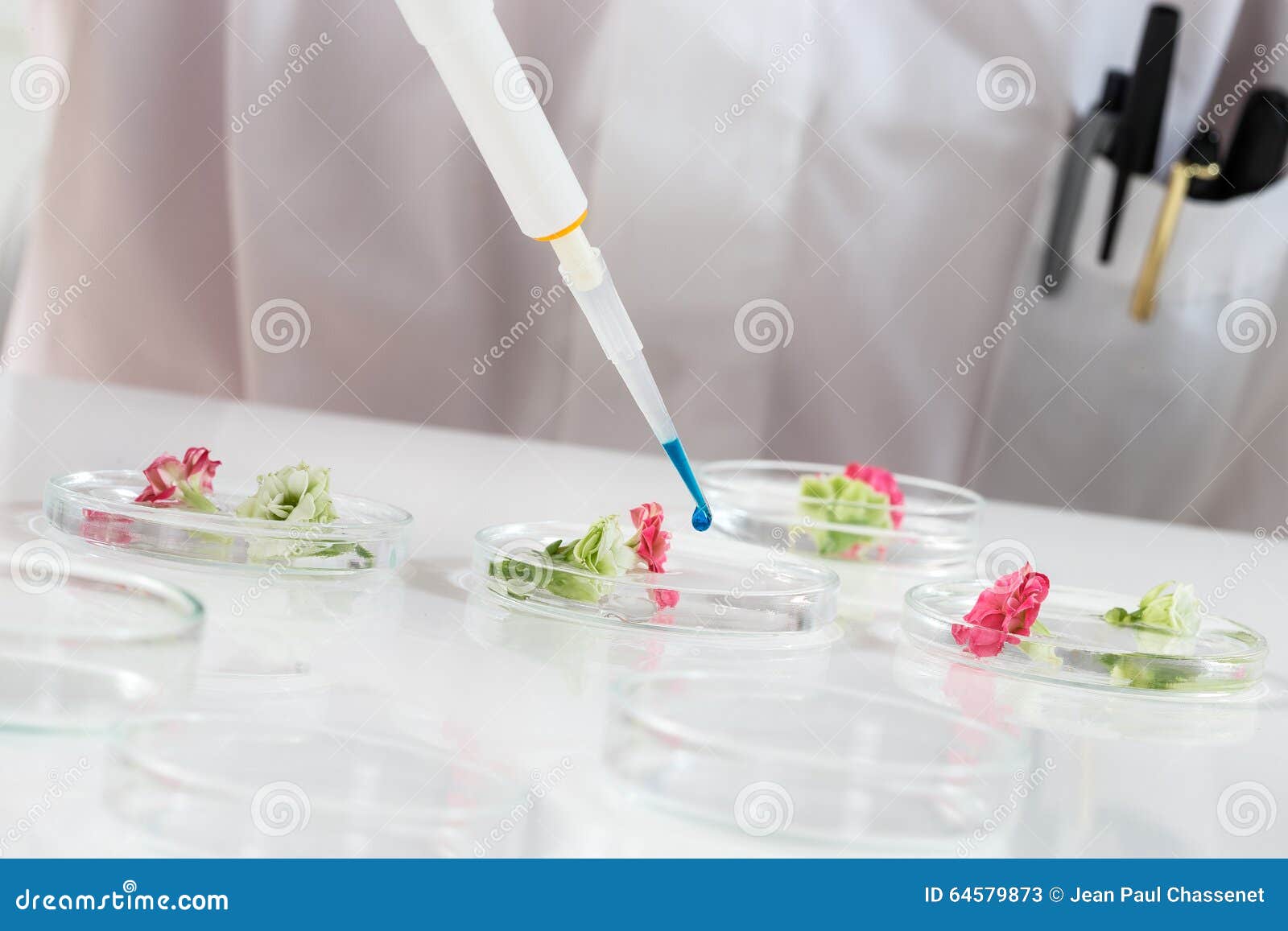 Experimental plant biology stock image. Image of cultivated - 64579873