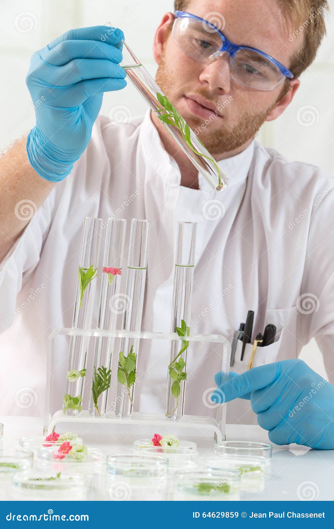 Experimental plant biology stock image. Image of green - 64629859