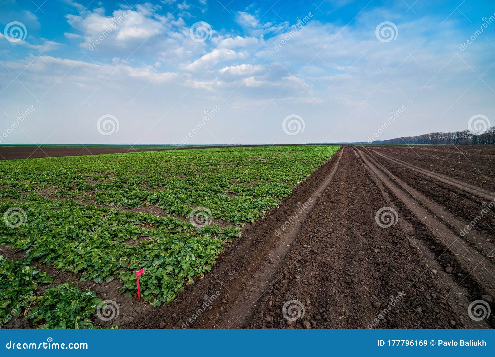 Experimental Planting of Young Spring Rapeseed Stock Image - Image of ...