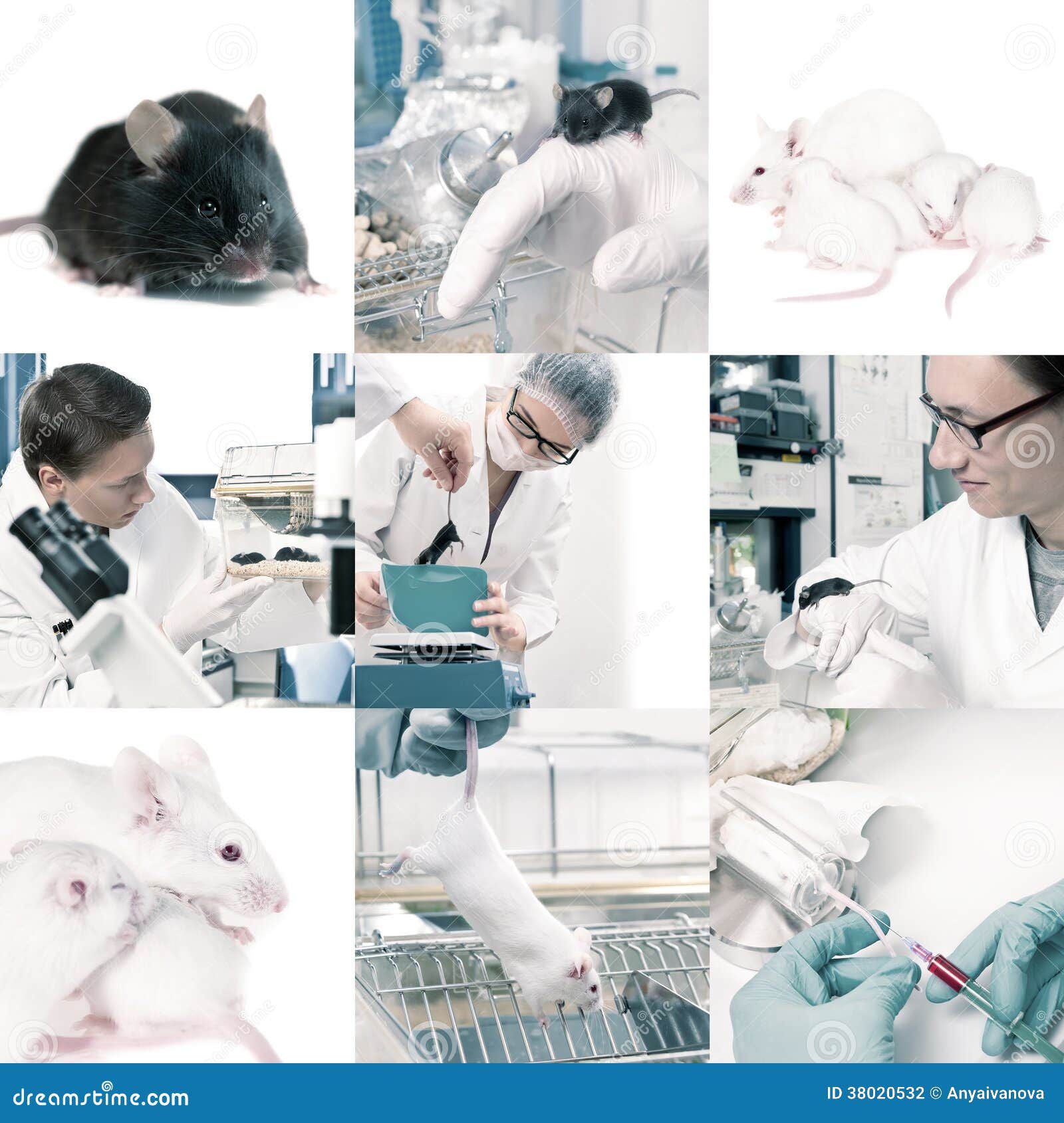 Experimental Work with Mice Stock Photo - Image of neuroscience, cage ...