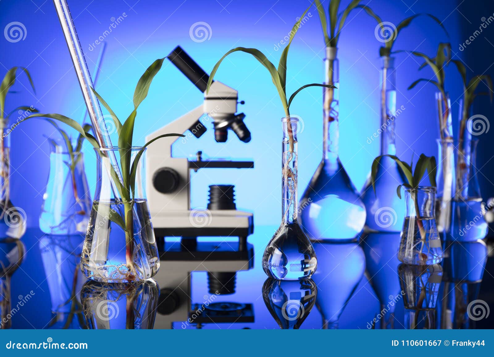 Biotechnology and Floral Science Theme. Stock Image - Image of corn ...