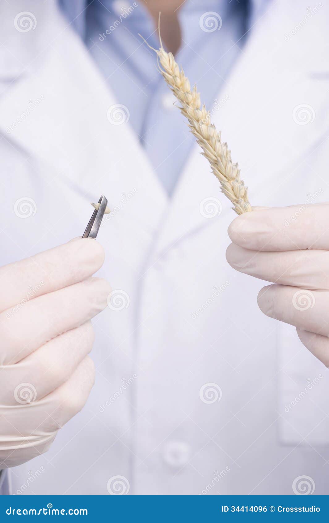 Experimenting with Wheat in a Laboratory. Stock Photo - Image of ...