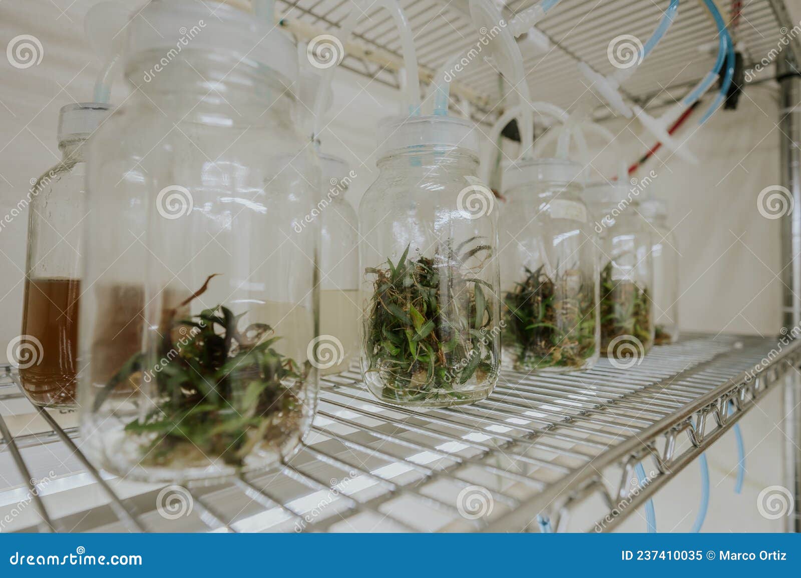 Experimentos De Plantas En El Laboratorio Imagen de archivo - Imagen de ...