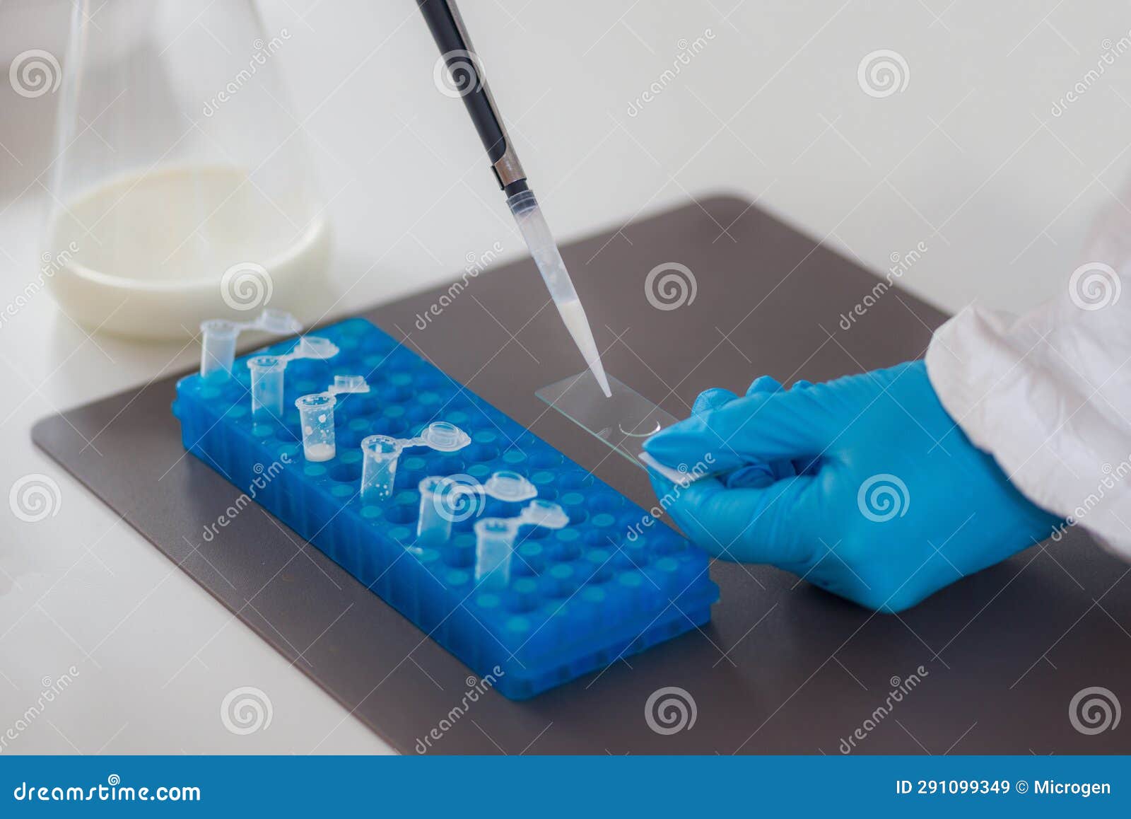 An Expert Assesses Milk Quality in a Laboratory, Using Test Tubes for ...