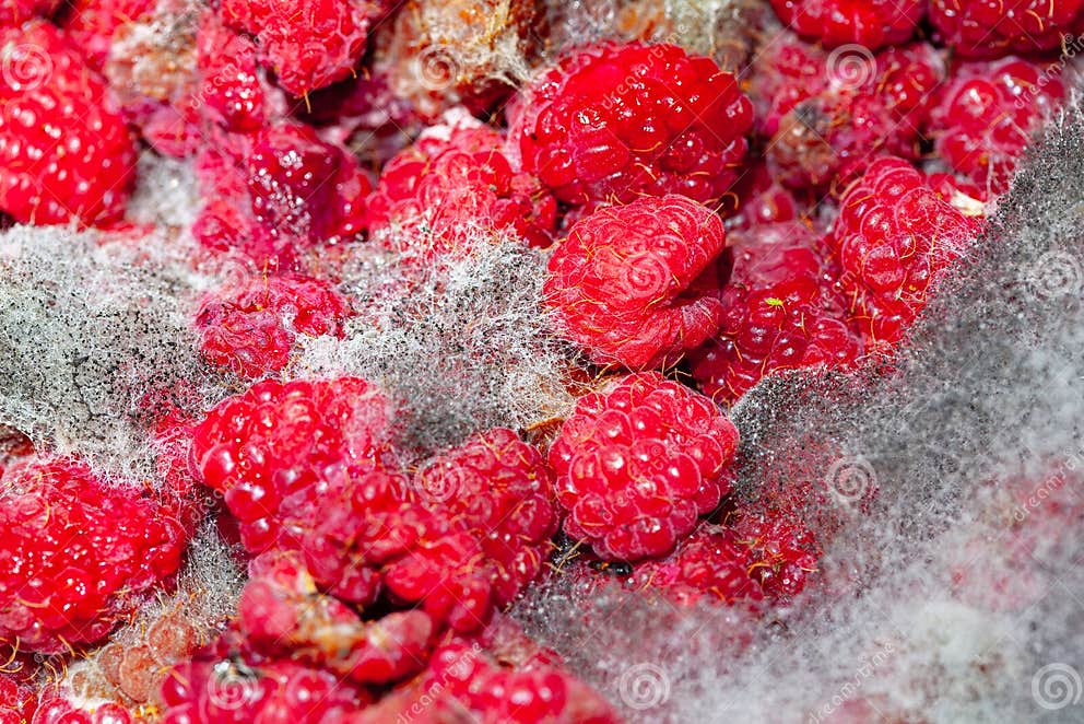 Expired Raspberry Fruit in Mold Stock Image - Image of dessert ...