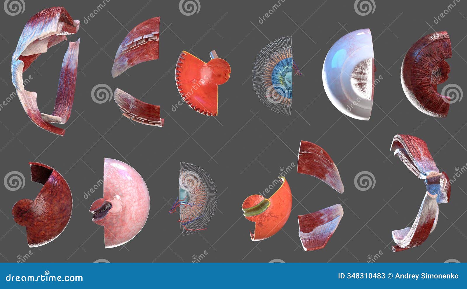 Exploded Human Eye Anatomical Teaching Visualization Set Stock Image ...