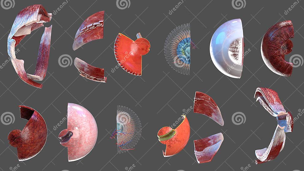 Exploded Human Eye Anatomical Teaching Visualization Set Stock Image ...