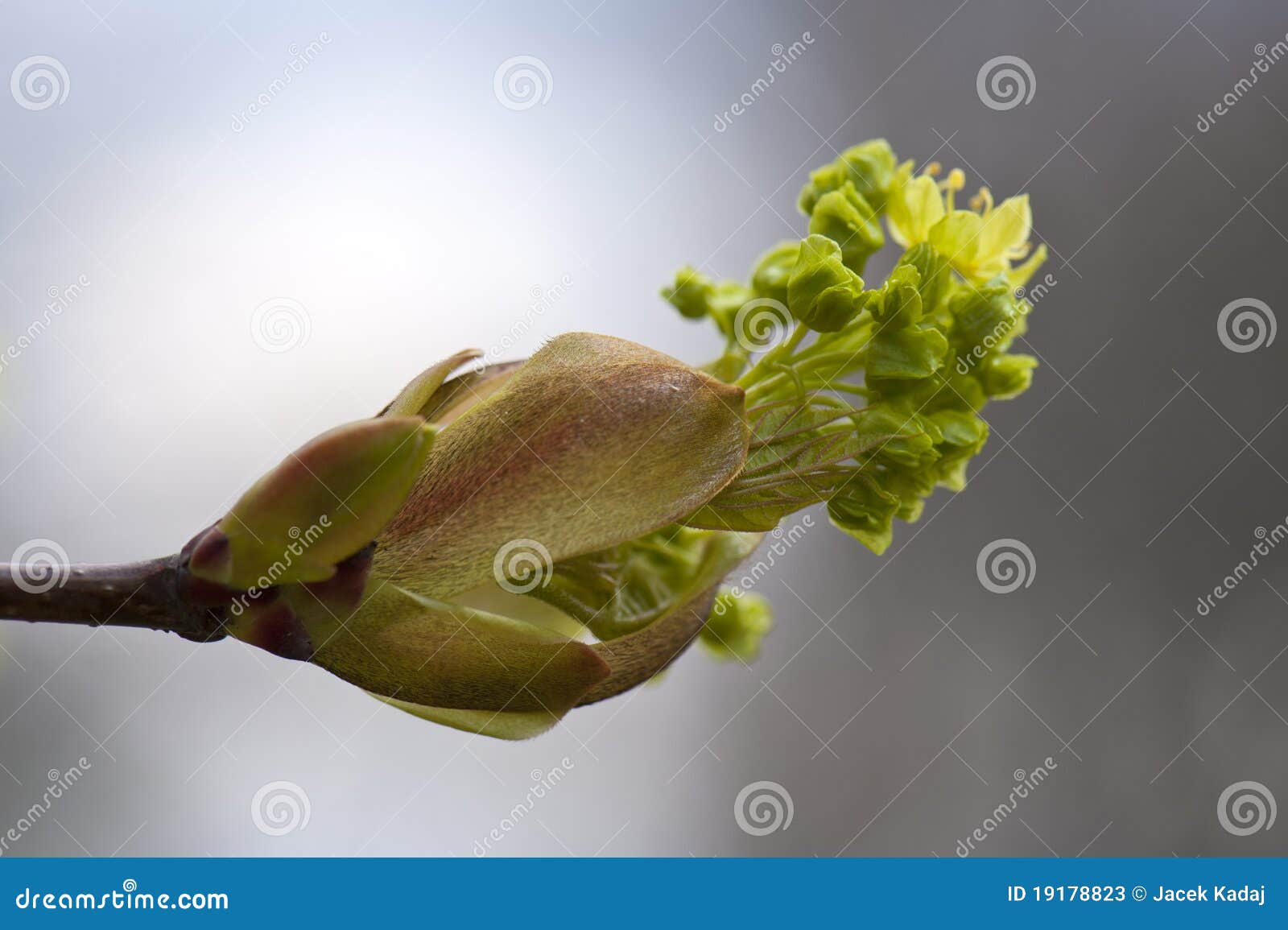 Exploding Bud during Spring Time Stock Image - Image of nature, closeup ...