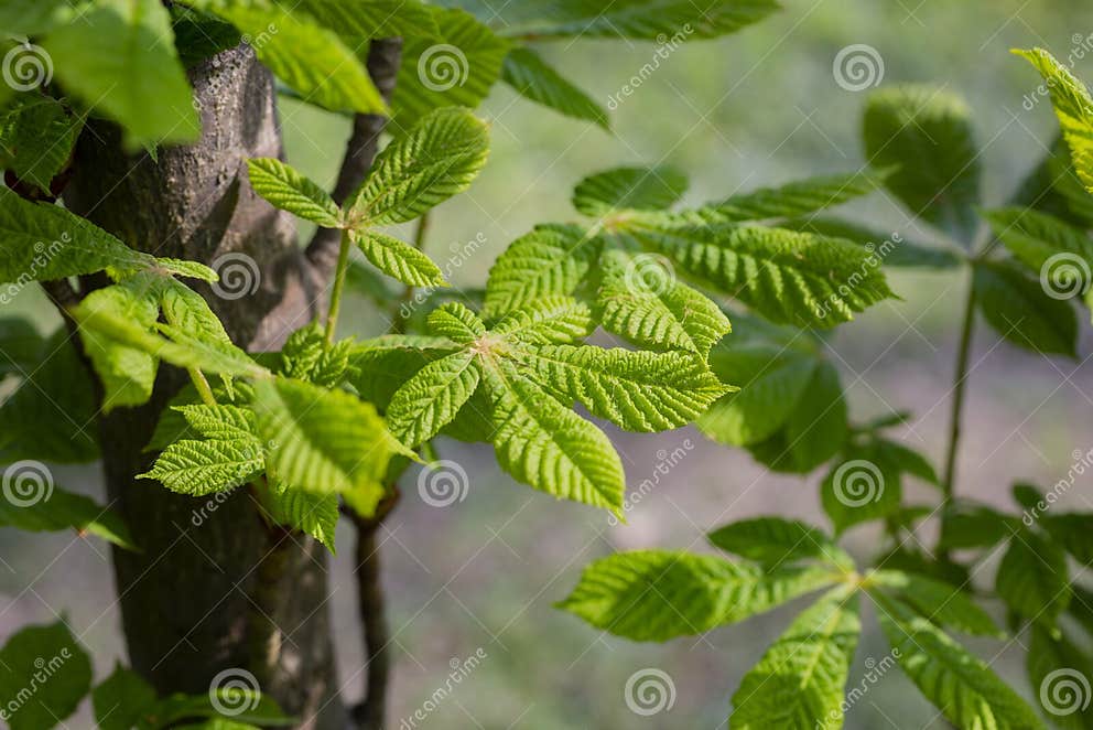 Exploding Bud during Spring Time. First Spring Buds on Branch, Close-up ...