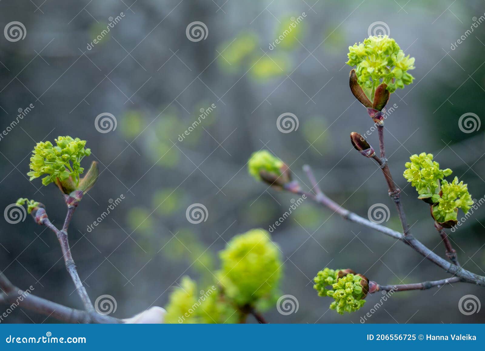 Exploding Bud in time. stock image. Image of beautiful - 206556725