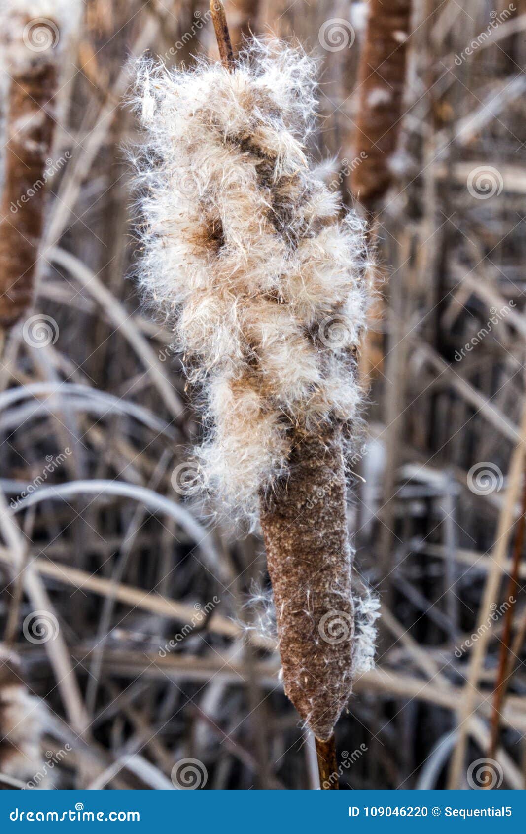 Exploding Cattail in a Marsh Stock Photo - Image of minnesota, flower ...