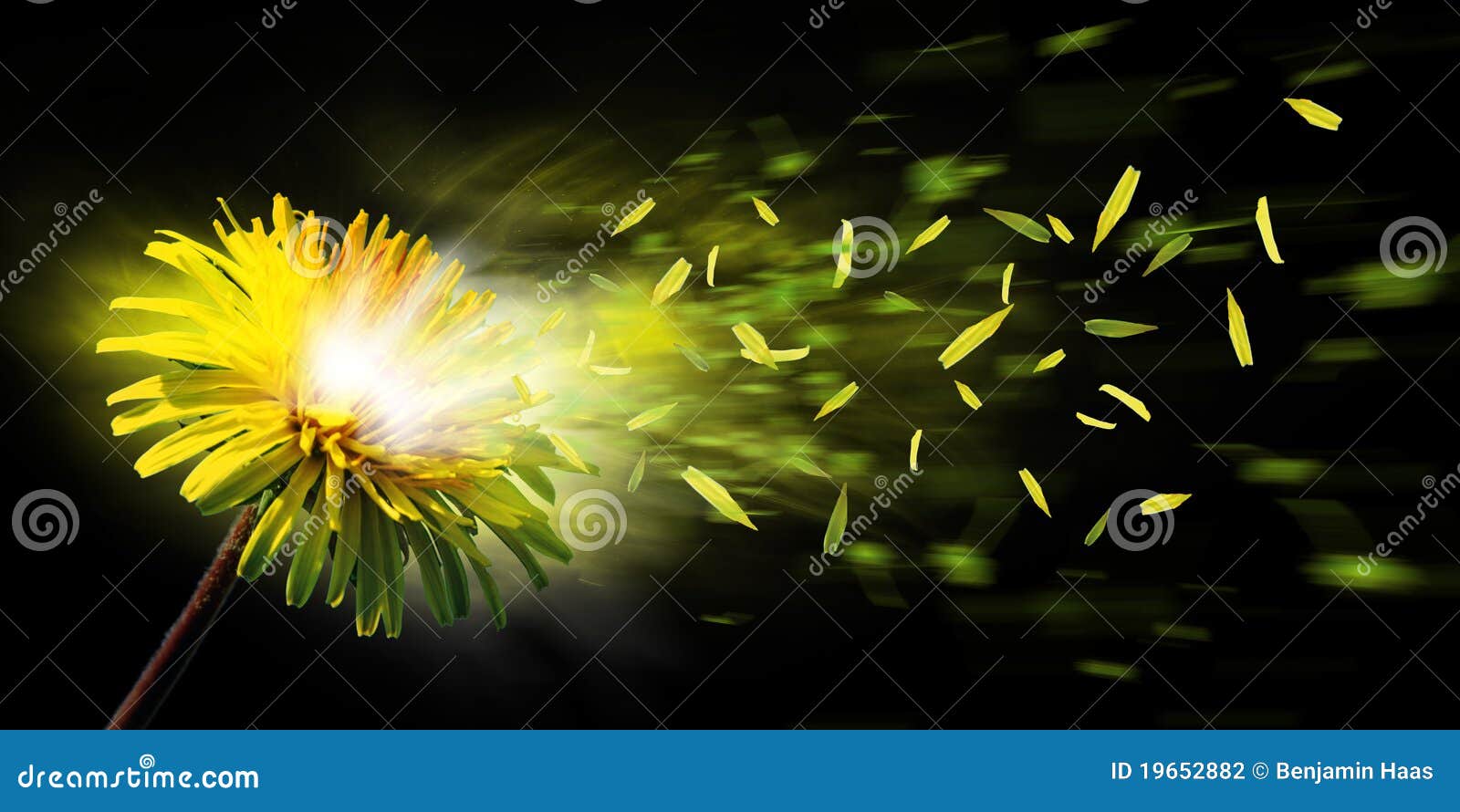 Exploding dandelion stock photo. Image of boom, bomb - 19652882